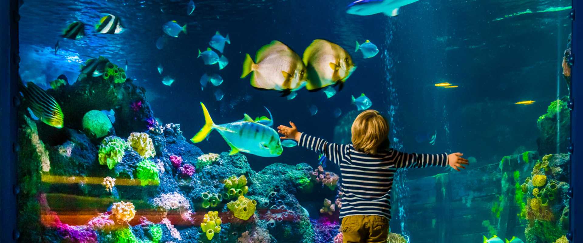 Exploring Aquarium Attractions and Activities
